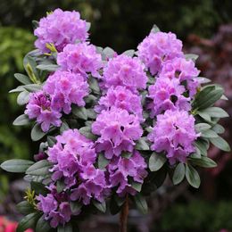 Rhododendron 'Catawbiense Grandiflora' Container, 30-40cm. Liefergröße: 30-40cm.