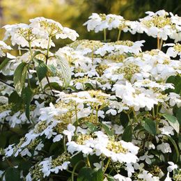 Japanischer Schneeball 'Watanabe', 5 Liter, 60 - 80 cm Liefergröße: 60 - 80 cm