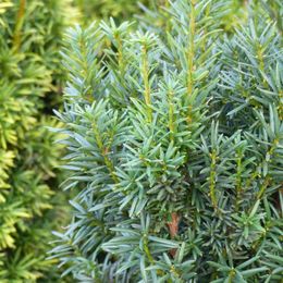 Bechereibe 'Hicksii' 3 Liter Container, 30 - 40 cm Liefergröße: 30 - 40 cm