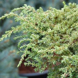 Grüner Kriechwacholder 'Green Carpet' Container, 20 - 30 cm Liefergröße: 20 - 30 cm