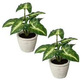 Künstliche Zimmerpflanze Creativ green "Blattpflanze Syngonium", grün, B:15cm H:20cm, Kunststoff, Kunstpflanzen, im Zementtopf, 2er Set