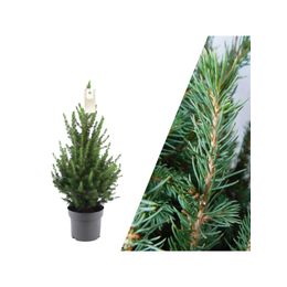 NatureNest Weihnachtsbaum 1x Picea Conica 'December' | Gr.: onesize