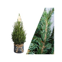 NatureNest Weihnachtsbaum in Xmas Bag blau | Gr.: onesize