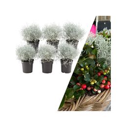 NatureNest Set mit 6 Silberstrauchpflanzen | Gr.: onesize