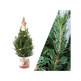NatureNest Weihnachtsbaum mit Beleuchtung Starlight im Weihnachtsmann-Topf | Gr.: onesize