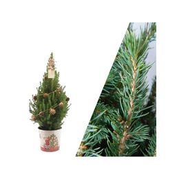 NatureNest Weihnachtsbaum mit Beleuchtung Pineconelight im Weihnachtsmann-Topf | Gr.: onesize