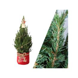 NatureNest Weihnachtsbaum mit Beleuchtung Starlight in Xmas Bag rot | Gr.: onesize
