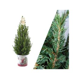 NatureNest Weihnachtsbaum im Weihnachtsmann-Topf | Gr.: onesize
