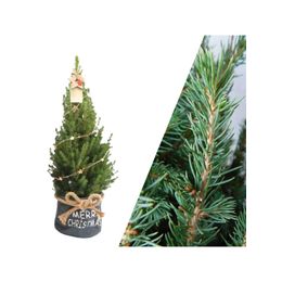 NatureNest Weihnachtsbaum mit Beleuchtung Starlight in Xmas Bag blau | Gr.: onesize