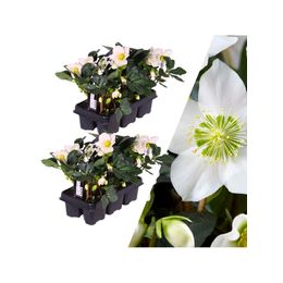NatureNest Set mit 12 Christrosenpflanzen | Gr.: onesize