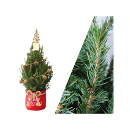 NatureNest Weihnachtsbaum mit Beleuchtung Pineconelight in Xmas Bag rot | Gr.: onesize