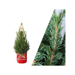 NatureNest Weihnachtsbaum in Xmas Bag rot | Gr.: onesize