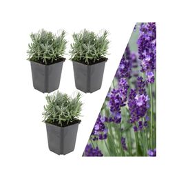 NatureNest 3 Lavendelpflanzen Lavandula angustifolia 'Hidcote' | Gr.: onesize