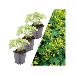 NatureNest 3 Frauenmantel pflanzen Alchemilla mollis | Gr.: onesize
