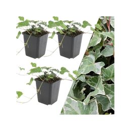 NatureNest 3 Efeu Pflanzen Hedera helix 'Glacier' | Gr.: onesize