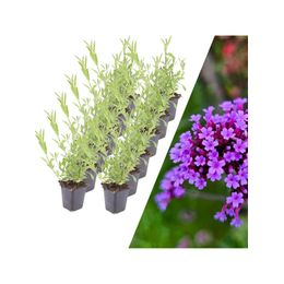 NatureNest 12 Eisenkraut pflanzen Verbena bonariensis | Gr.: onesize