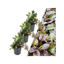NatureNest 3 Kriechendes Zenegrün pflanzen Ajuga reptans | Gr.: onesize