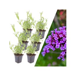NatureNest 6 Eisenkraut pflanzen Verbena bonariensis | Gr.: onesize