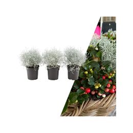 NatureNest Set mit 3 Silberstrauchpflanzen Calocephalus | Gr.: onesize
