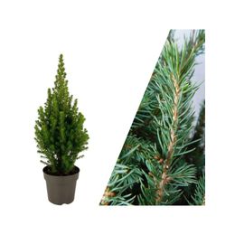 NatureNest Tisch Weihnachtsbaeumchen Picea glauca perfecta | Gr.: onesize