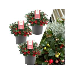 NatureNest Set mit 3 Scheinbeerpflanzen Gaultheria procumbens Big Berry | Gr.: onesize