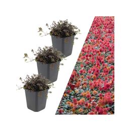 NatureNest 3 Stachelnusspflanzen Acaena microphylla 'Kupferteppich' | Gr.: onesize