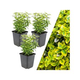 NatureNest 3 Gelbe Spindelstrauch-Pflanzen Euonymus 'Emerald 'n Gold' | Gr.: onesize