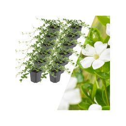 NatureNest 12 Weiße Immergrün pflanzen Vinca minor 'Alba' | Gr.: onesize