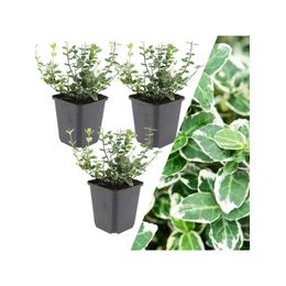 NatureNest 3 Bunte Spindelstrauchpflanzen Euonymus 'Emerald 'n Gaity' | Gr.: onesize