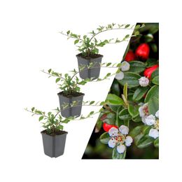 NatureNest 3 Zwergmispel pflanzen Cotoneaster dammeri | Gr.: onesize
