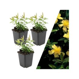 NatureNest 3 Johanniskraut-Pflanzen Hypericum calycinum | Gr.: onesize