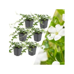 NatureNest 6 Weiße Immergrün pflanzen Vinca minor 'Alba' | Gr.: onesize