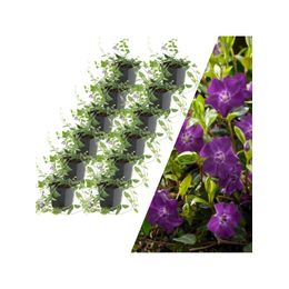 NatureNest 12 Purpur-Immergrün-Pflanzen Vinca minor 'Atropurpurea' | Gr.: onesize