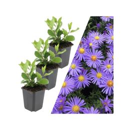 NatureNest 3 Asterpflanzen Aster ageratoides 'Asran' | Gr.: onesize