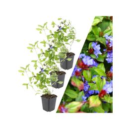 NatureNest 3 Bleikraut pflanzen Ceratostigma plumbaginoides | Gr.: onesize