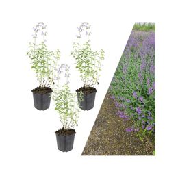 NatureNest 3 Katzenminze Pflanzen Nepeta 'Walker's Low' | Gr.: onesize