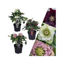 NatureNest Set mit 3 Weihnachtsrosen Specials Mix | Gr.: onesize