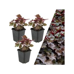 NatureNest 3 Purpurglockenblumen Pflanzen Heuchera micrantha 'Palace Purple' | Gr.: onesize
