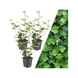 NatureNest 3 Atlantische Efeu-Pflanzen Hedera Hibernica | Gr.: onesize