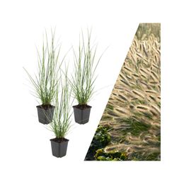 NatureNest 3 Lampenputzgraspflanzen Pennisetum alopecuroides 'Hameln' | Gr.: onesize