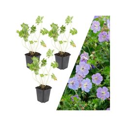 NatureNest 3 Storchschnabel pflanzen Geranium 'Rozanne' | Gr.: onesize