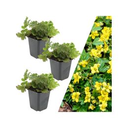 NatureNest 3 Goldbeere pflanzen Waldsteinia ternata | Gr.: onesize