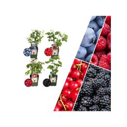 NatureNest Fruchtparadies BIO-Obstpflanzen-Mix-Set mit 4 verschiedenen Sorten | Gr.: onesize