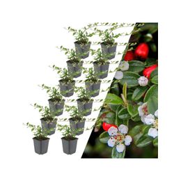 NatureNest 12 Asterpflanzen Aster ageratoides 'Asran' | Gr.: onesize