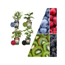 NatureNest Sommerfrüchte BIO-Obstpflanzen-Mix-Set mit 4 verschiedenen Sorten | Gr.: onesize