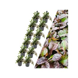 NatureNest 12 Kriechendes Zenegrün pflanzen Ajuga reptans | Gr.: onesize