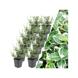 NatureNest 12 Bunte Kardinalspflanzen Euonymus 'Emerald 'n Gaity' | Gr.: onesize