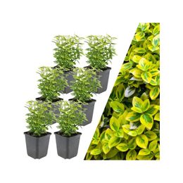 NatureNest 6 Gelbe Spindelstrauchpflanzen Euonymus 'Emerald 'n Gold' | Gr.: onesize