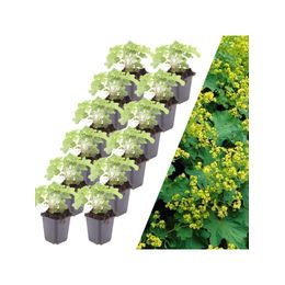 NatureNest 12 Frauenmantel pflanzen Alchemilla mollis | Gr.: onesize