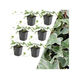 NatureNest 6 Efeu-Pflanzen Hedera helix 'Glacier' | Gr.: onesize